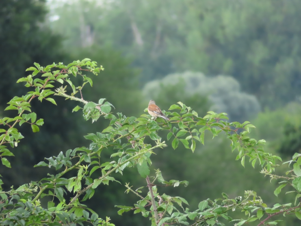 Eurasian Linnet from 14130 Saint-Martin-aux-Chartrains, Francia on July ...