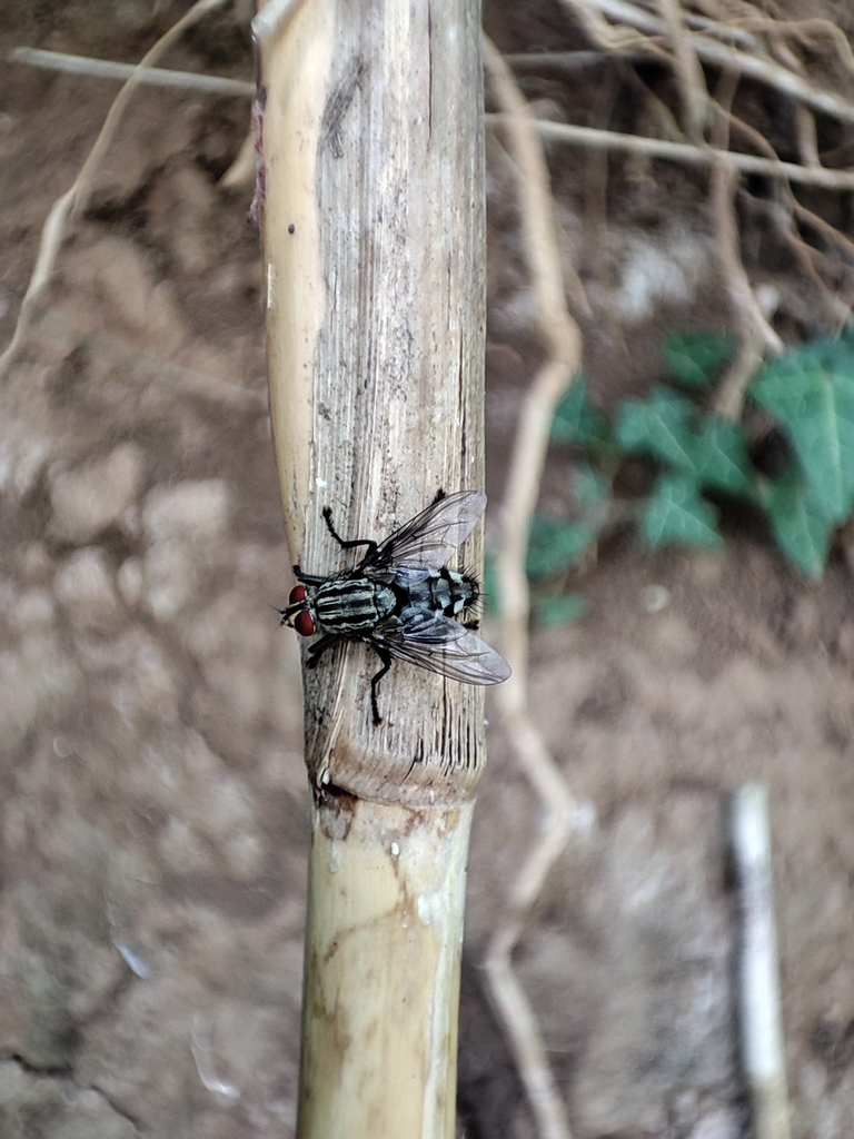 Common Flesh Flies from Dorio, Greece on July 16, 2023 at 12:19 PM by ...