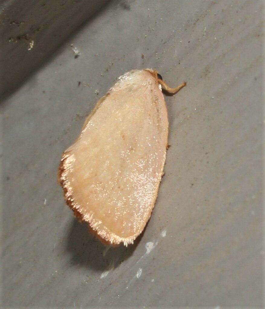 Red-crossed Button Slug Moth from Laurel Run, PA, USA on July 16, 2023 ...