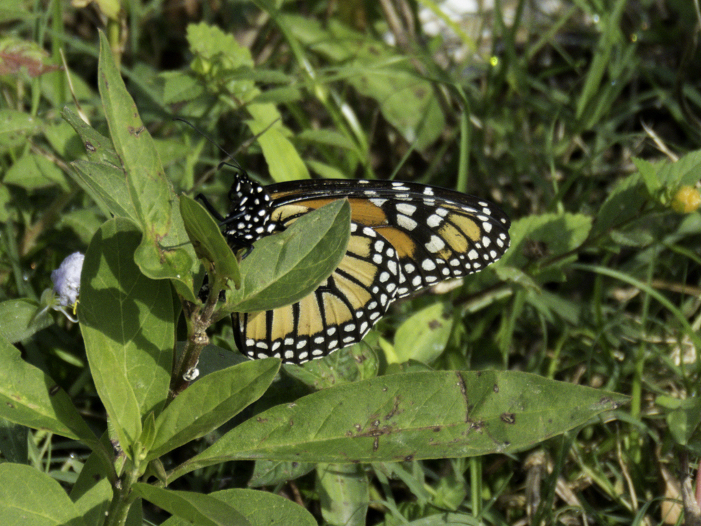 Monarch from Belize, BZ on January 9, 2019 at 10:10 AM by Sebastián ...