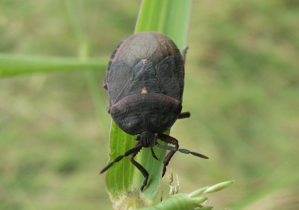Cyclopelta parva from 台灣雲林縣 on July 17, 2023 at 05:03 PM by r88621108 ...