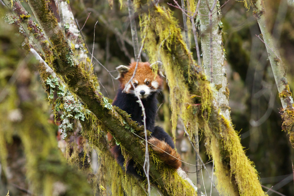 Chinese Red Panda in November 2021 by Terry Townshend · iNaturalist