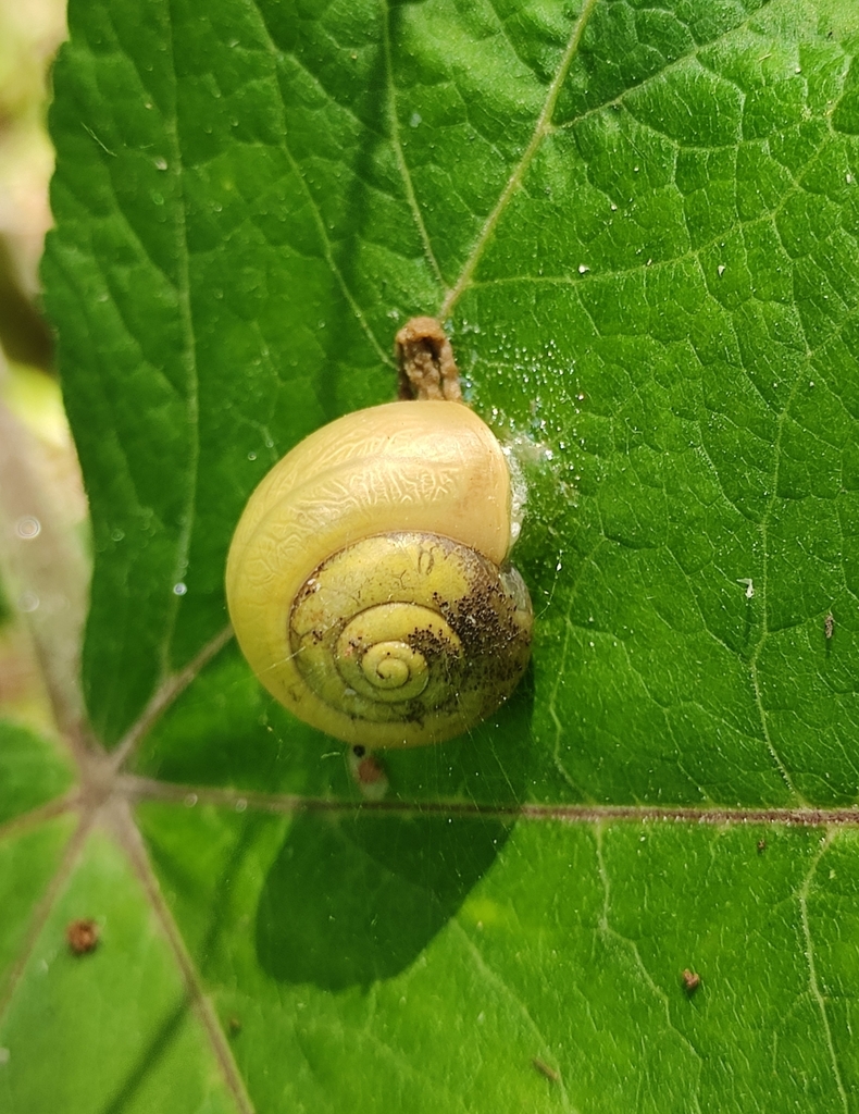 Bush snail from Иркутская обл., Россия, 665854 on July 16, 2023 at 02: ...