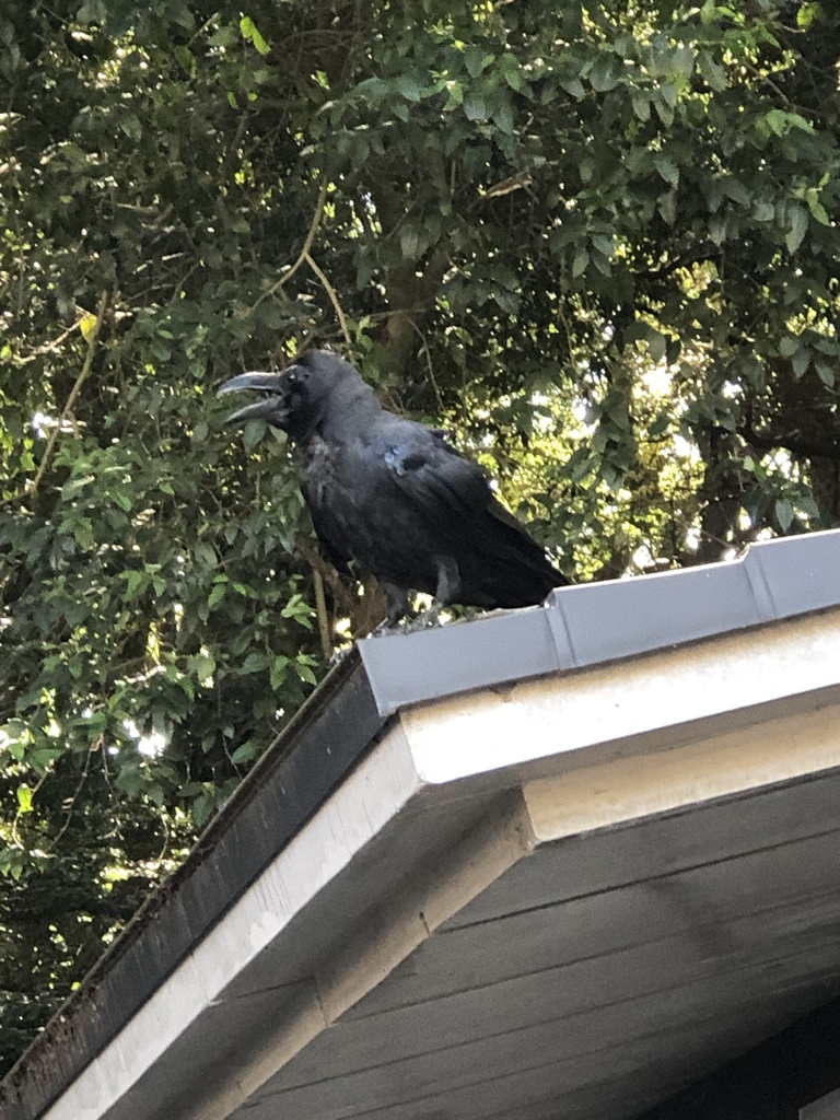 Japanese Crow from Meiji Jingu, Shibuya, Tokyo, JP on July 16, 2023 at ...