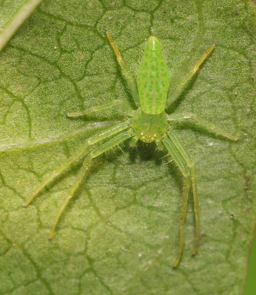 Green Grass Crab Spiders from Mostertsdrift, Stellenbosch, 7600, South ...