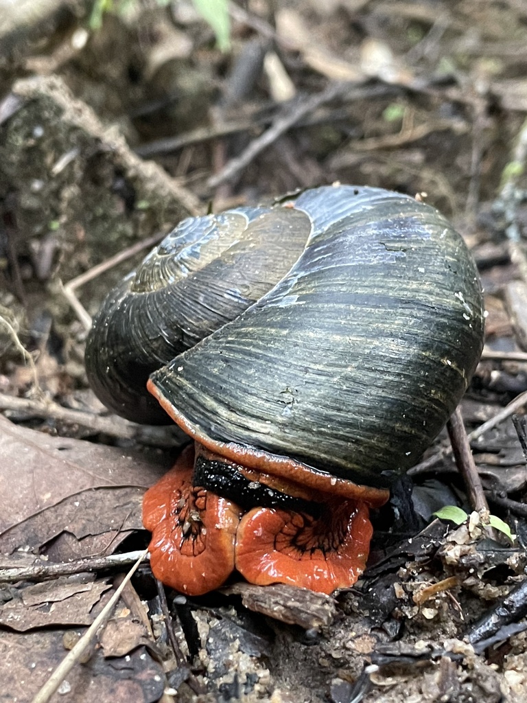 Fire Snail in July 2023 by sokgee · iNaturalist