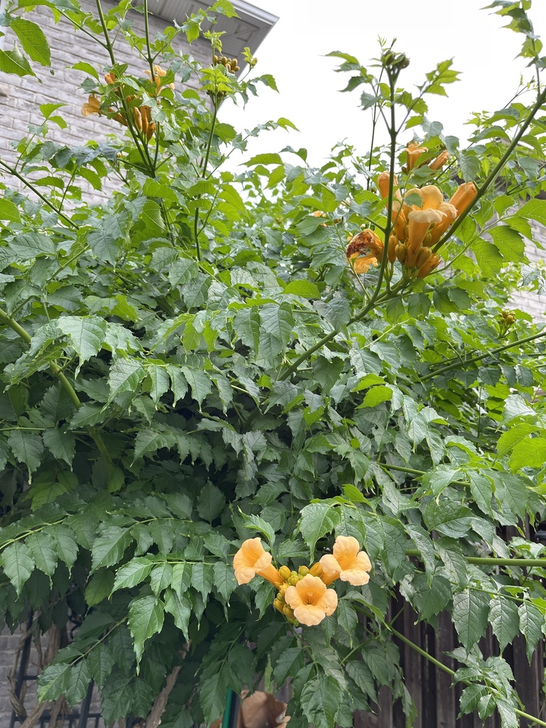 American trumpet vine from Country Ln, Barrie, ON, CA on July 17, 2023 ...