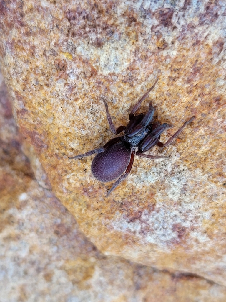 Common Palp-footed Spiders from South Cape DC, South Africa on July 16 ...