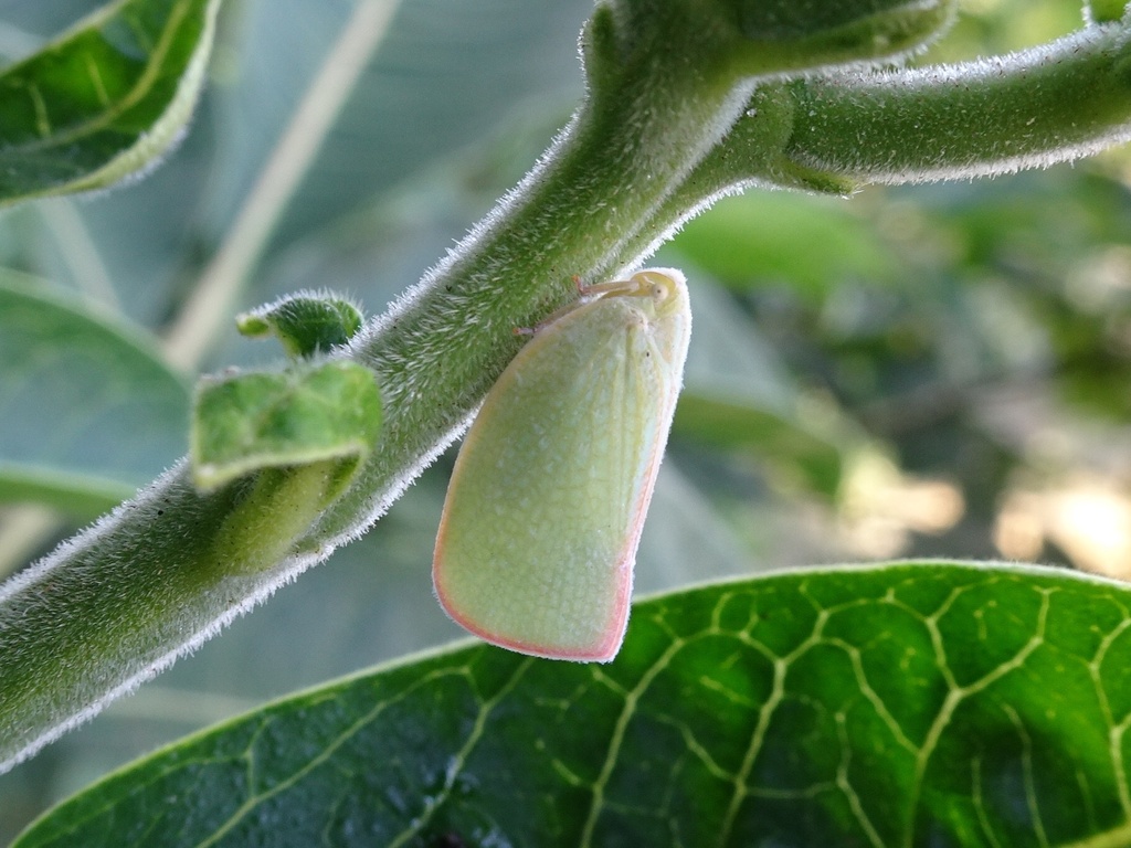 Geisha distinctissima from 東京農業大学 厚木キャンパス, 厚木市, 神奈川県, JP on July 17 ...