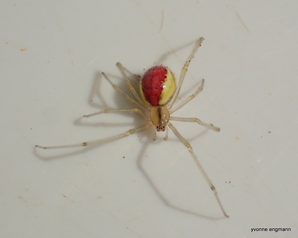 Common candy-striped spider from 4250 Fuglebjerg, Danmark on July 14 ...