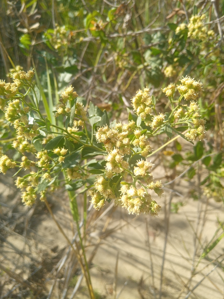 groundsel tree from Godwin Beach QLD 4511, Australia on April 17, 2023 ...