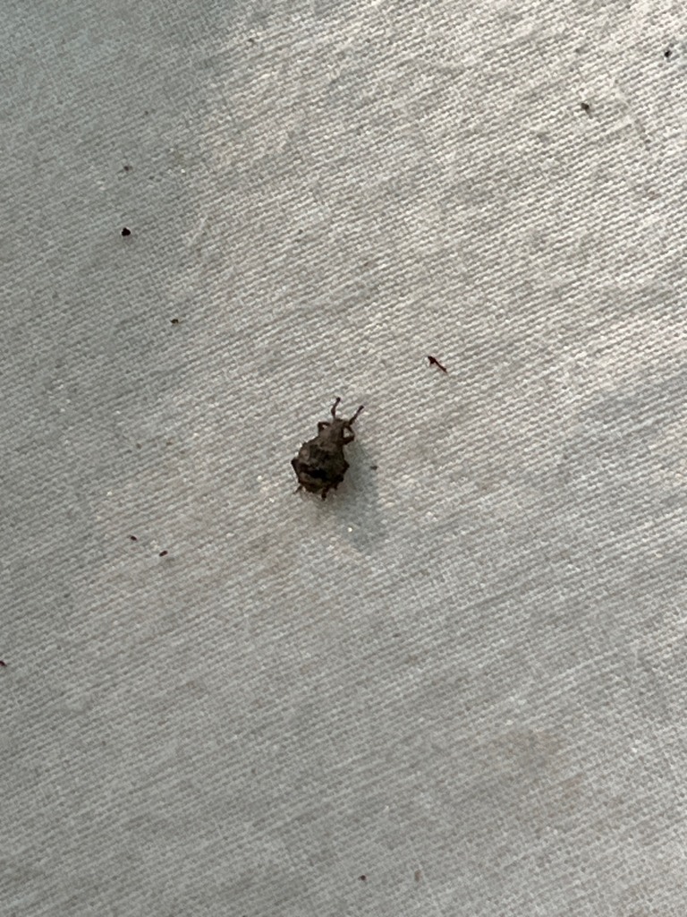 Two-banded Japanese Weevil from NC Botanical Garden on July 17, 2023 by ...