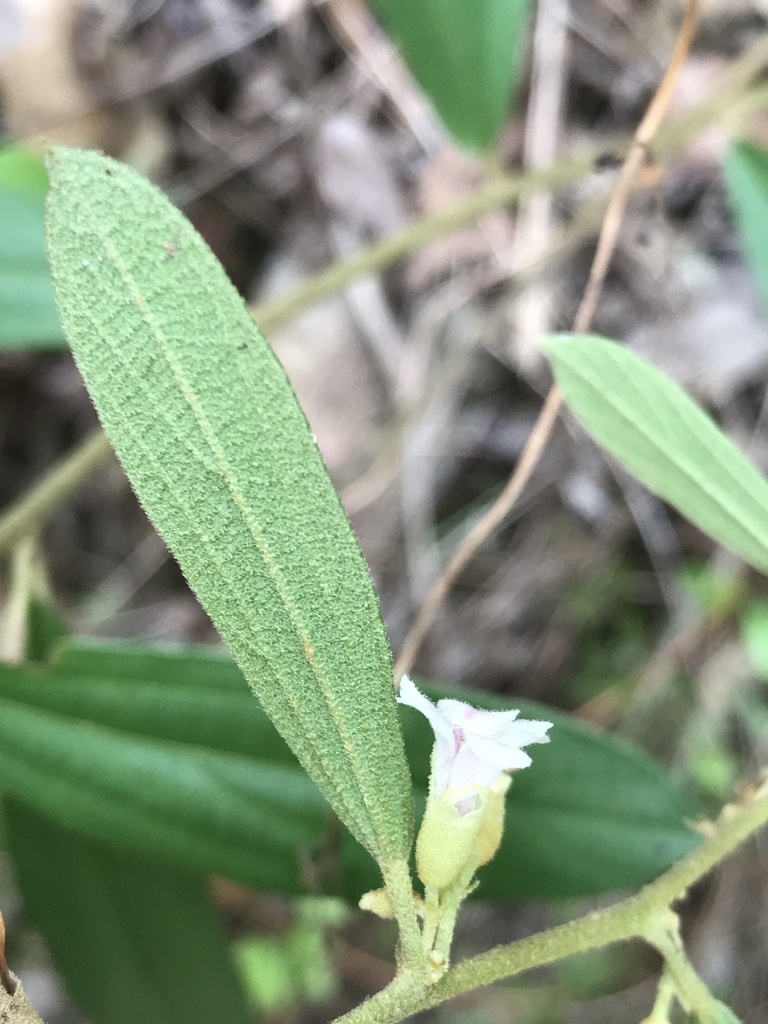Narrow-leaved Screwtree (Helicteres angustifolia) - Botanical Realm