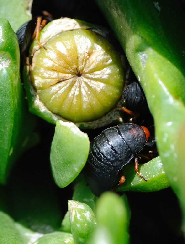 Red-headed Cockroach from Panorama, Worcester, 6850, South Africa on ...