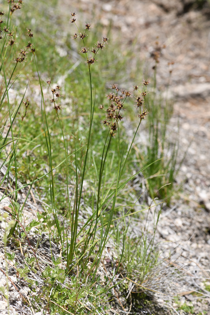 straightleaved rush from Tulare County, CA, USA on July 15, 2023 at 11: ...