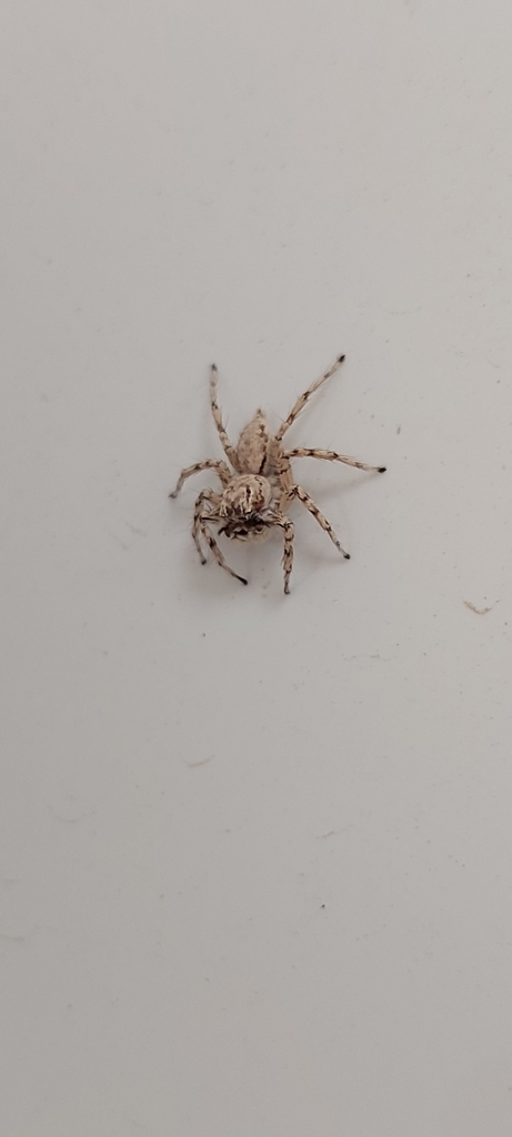 Plexippoides flavescens from VMCJ+46J, Abdali, Kuwait on July 17, 2023 ...