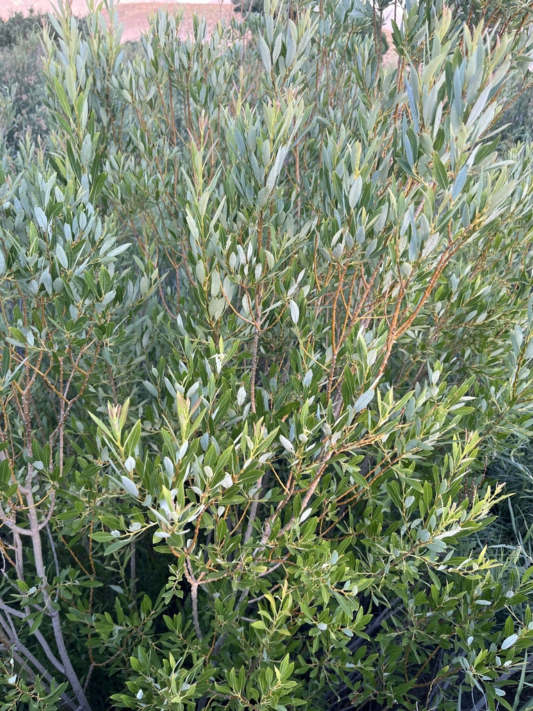 Arroyo Willow from Horton Creek, Bishop, CA, US on July 17, 2023 at 06: ...