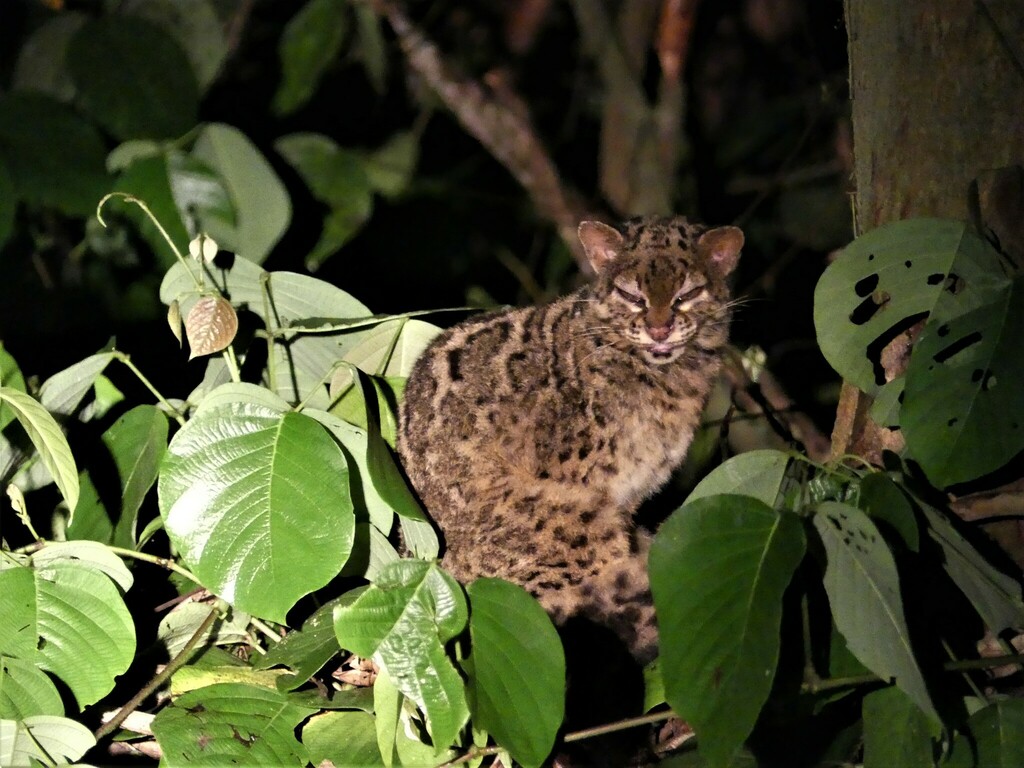 Marbled Cat in August 2017 by Royle Safaris · iNaturalist