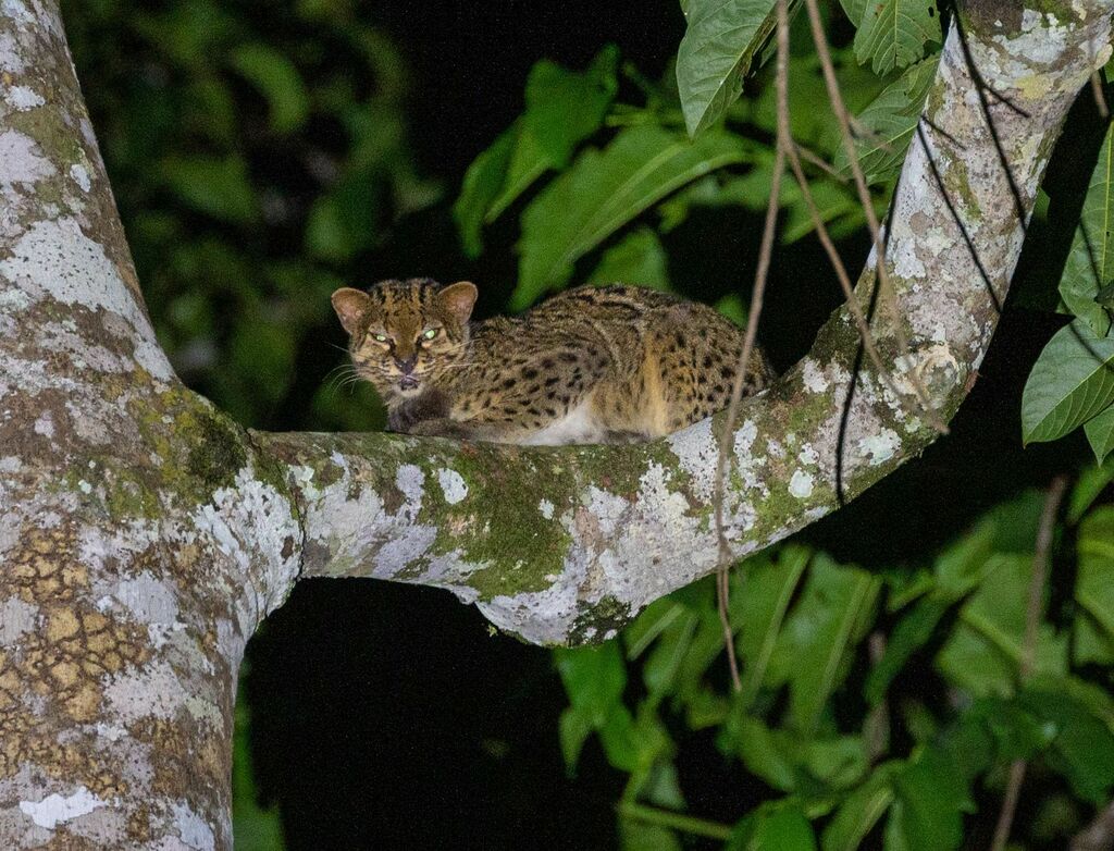 Marbled Cat in August 2022 by Royle Safaris. Photographer Mark Langston ...