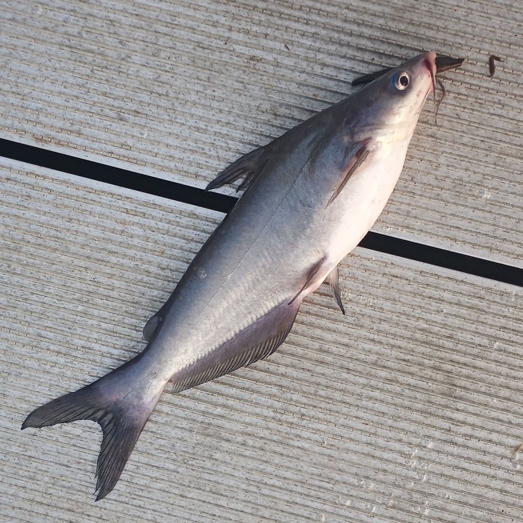 Blue Catfish from Preston, MD 21655, USA on July 17, 2023 at 06:57 AM ...