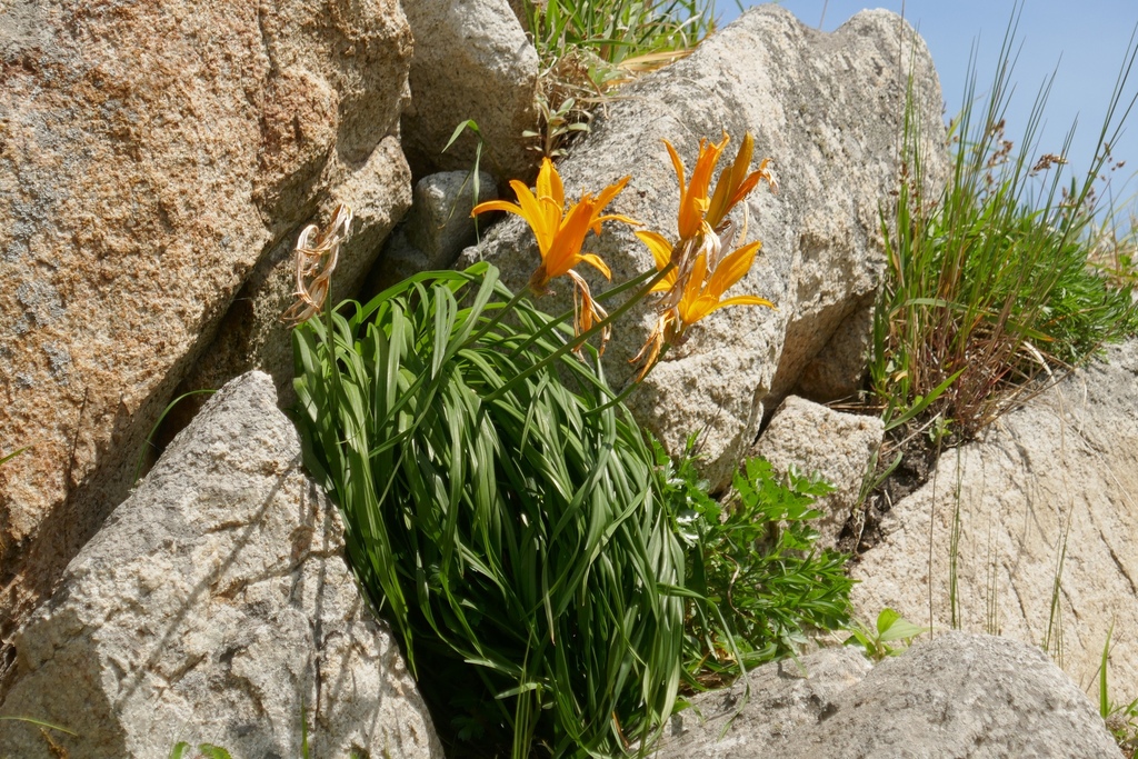 amur day-lily from Хасанский р-н, Приморский край, Россия on May 31 ...