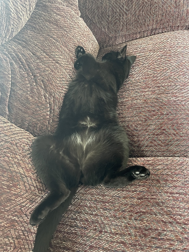 Domestic Cat from Whispering Greens Crt, Vulcan, AB, CA on July 15 ...