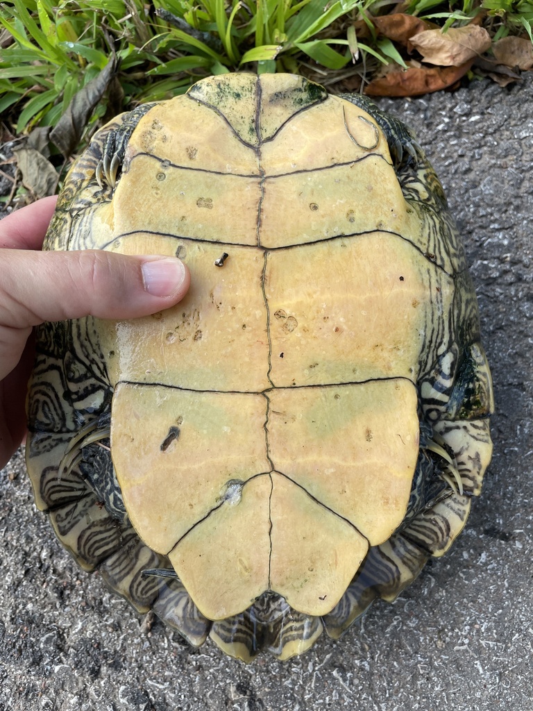 Northern Map Turtle in July 2023 by jeffwitters · iNaturalist
