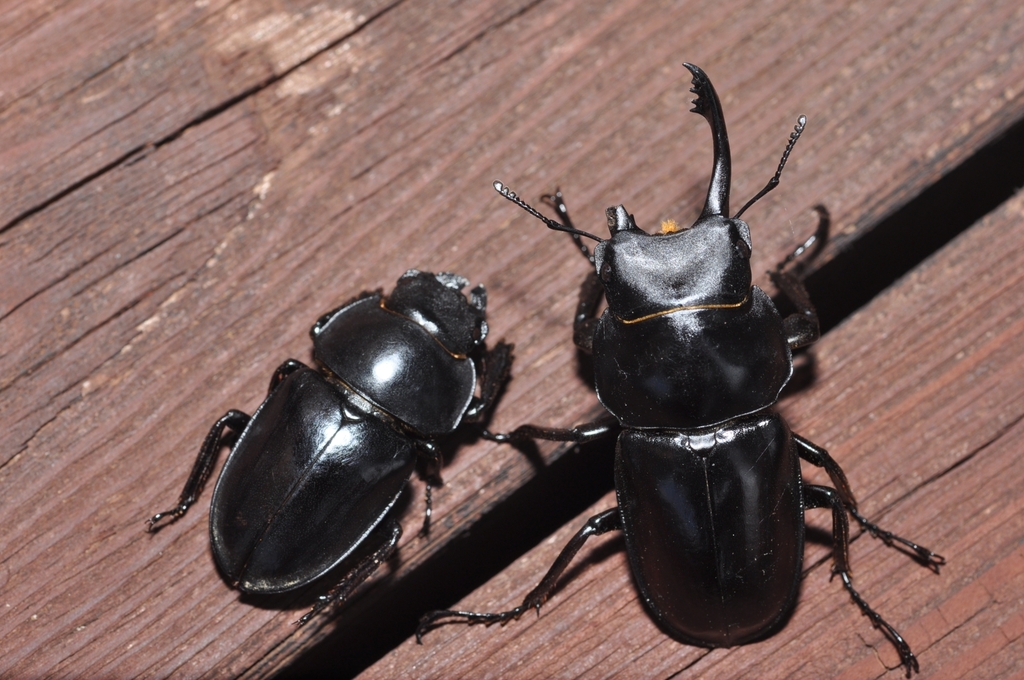 Neolucanus fuscus from 广西壮族自治区南宁市上林县明顶山庄11号楼 on July 15, 2023 at 01:35 ...