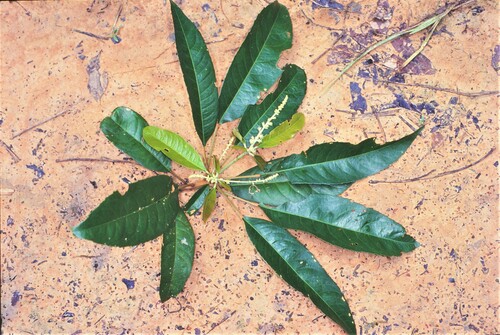 Croton griffithii · iNaturalist