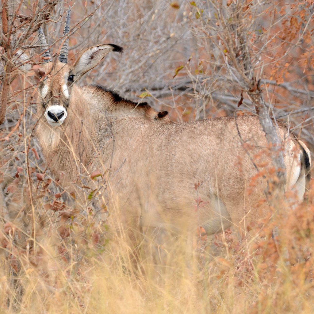 Southern Roan Antelope from Hwange, Zimbabwe on August 17, 2014 at 04: ...