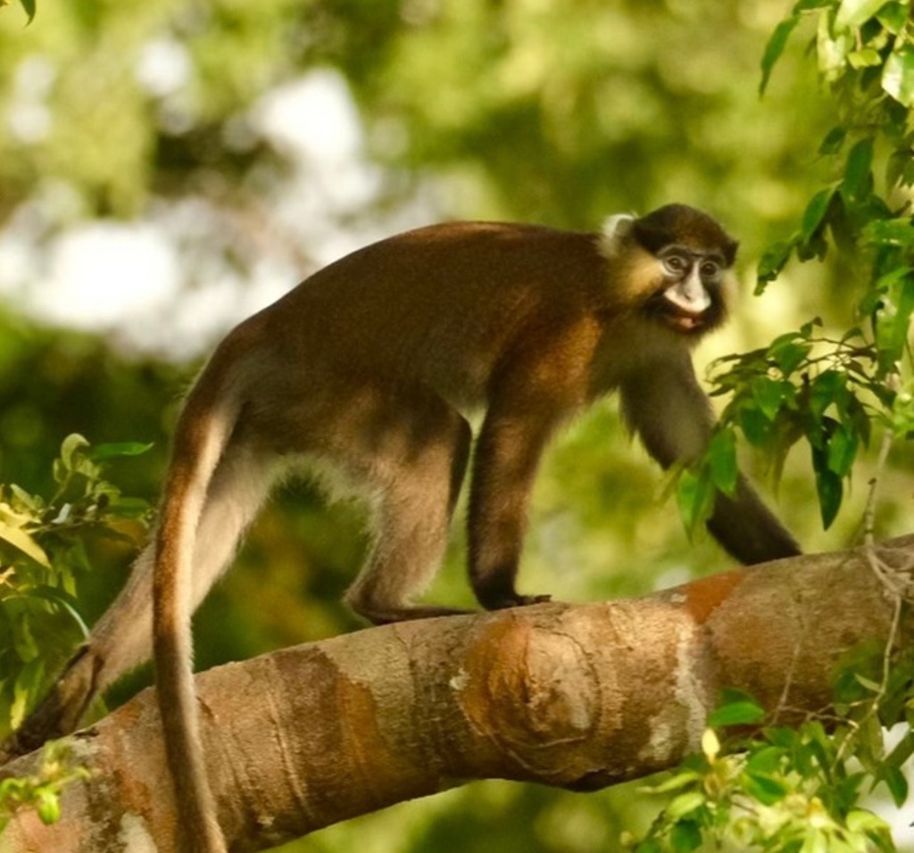 Moustached Monkey from HG5F+GWM, Gabon on July 22, 2022 at 03:33 PM by ...