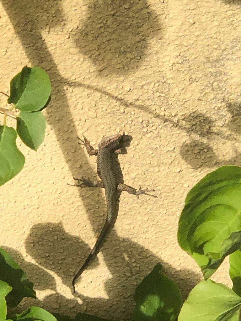 Green Iberian Wall Lizard from Q.ta da Beloura, 2710-089 Sintra ...