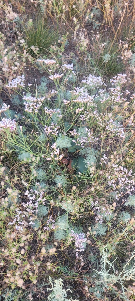 Goniolimon tataricum from Rostov Oblast, Russia, 347484 on July 15 ...