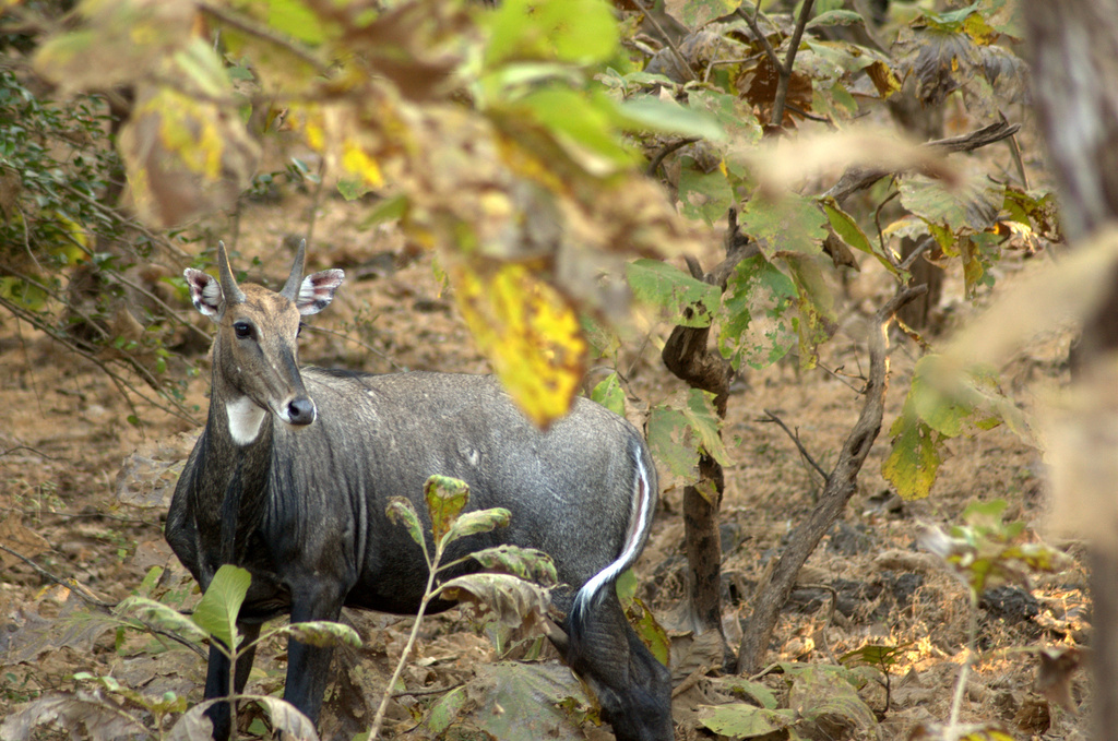 Nilgai from Gujarat, India on December 16, 2013 at 12:54 PM by Royle ...