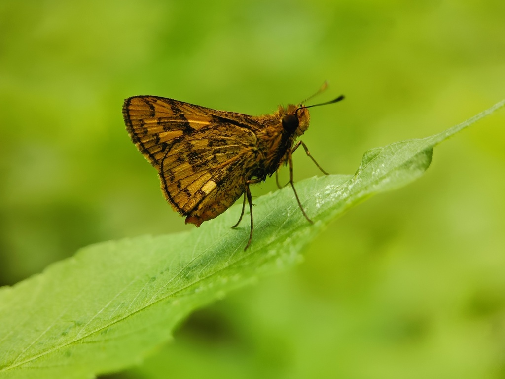 Lesser Dart from Jln Ulu Sembawang, Singapore on July 17, 2023 at 02:35 ...