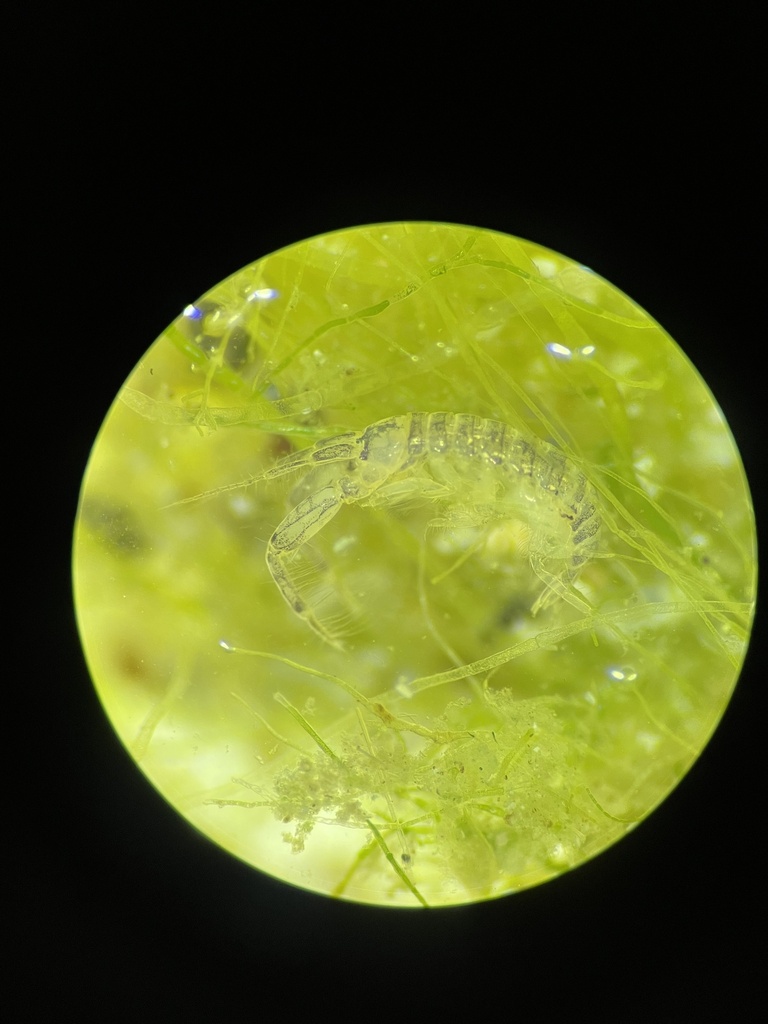 Corophiidae from Cranberry Cove, Halifax, NS, CA on July 17, 2023 at 11 ...