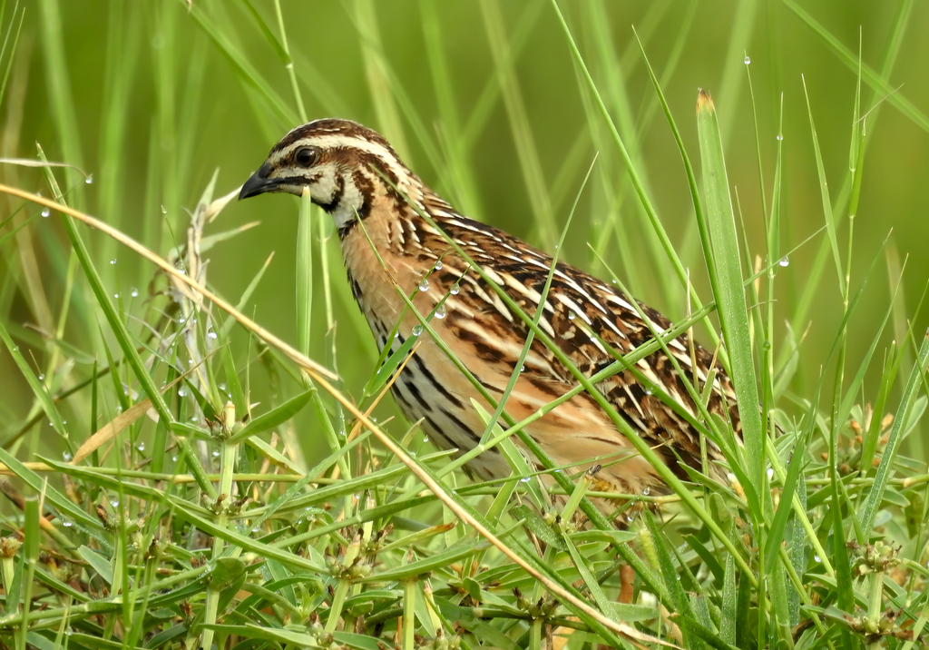 Rain Quail from Nalsarovar, Gujarat 382170, India on September 2, 2022 ...