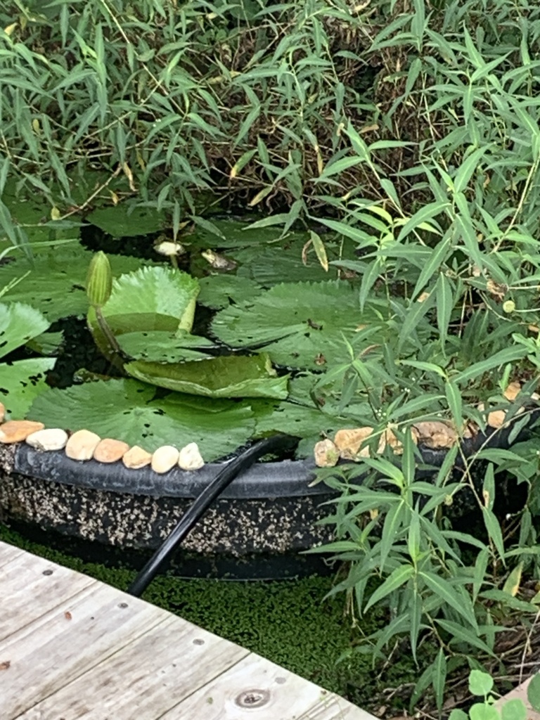 American Water Frogs from Mariposa Dr NE, Palm Bay, FL, US on July 17 ...