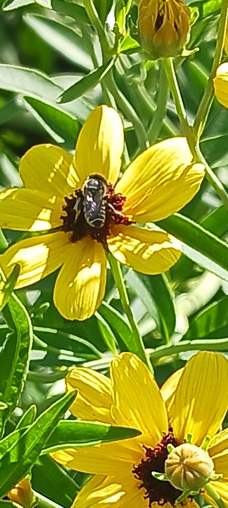 Bees from Edmond, OK, USA on July 17, 2023 at 09:33 AM by jhensel ...