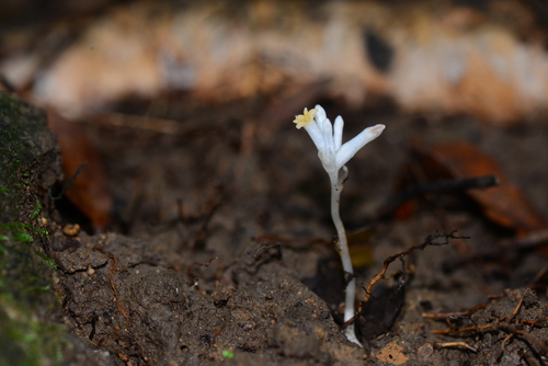 Campylosiphon championii · NaturaLista Colombia
