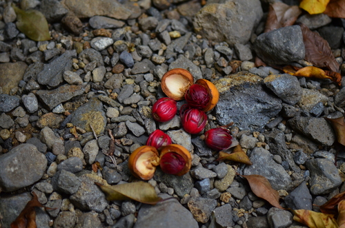 Myristica elliptica · iNaturalist Mexico
