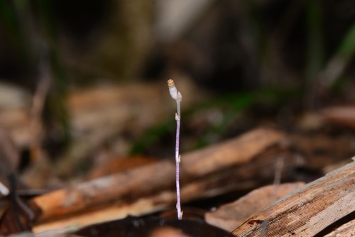 Gymnosiphon aphyllus · iNaturalist