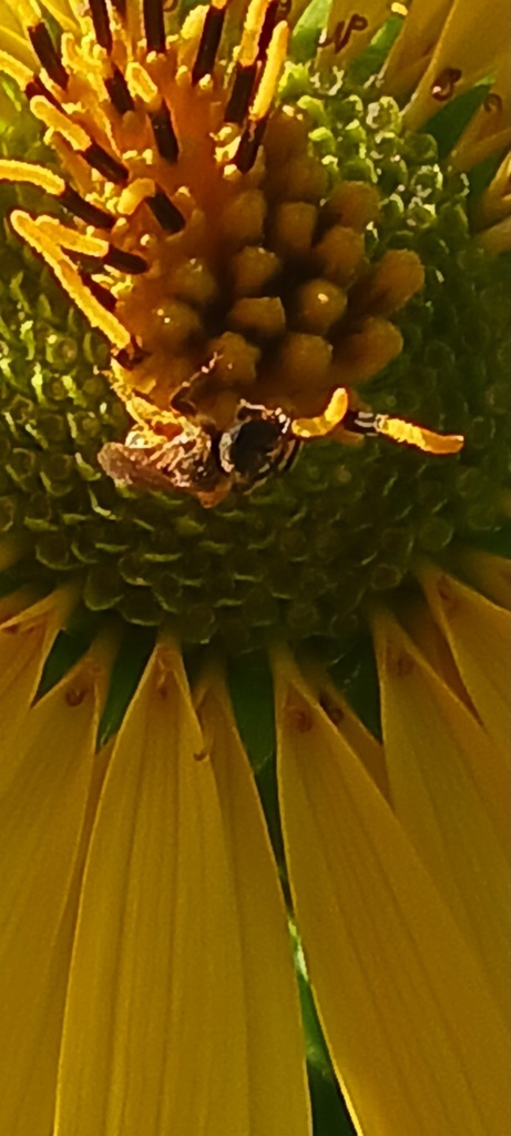 Curved Pebble Bee from Edmond, OK, USA on July 17, 2023 at 09:30 AM by ...