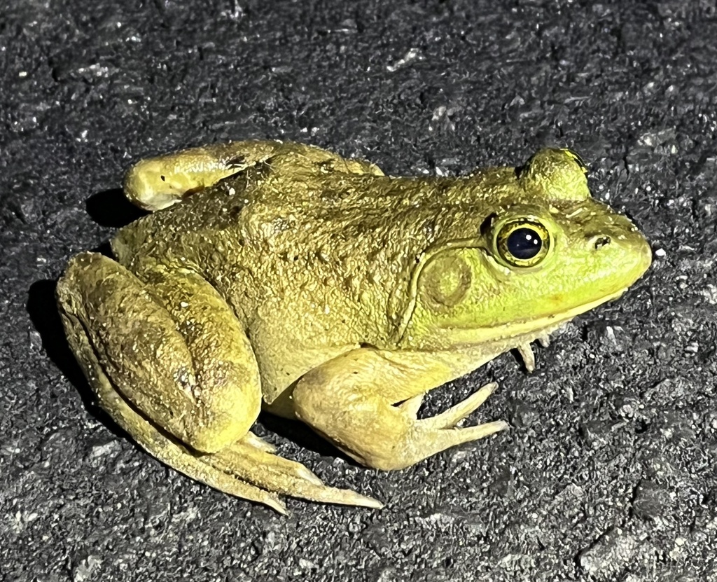 American Bullfrog from Skerryvore Community Rd, The Archipelago, ON, CA ...