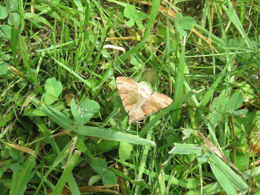 Clover Looper Moth from 431 E Rd, Milton, VT 05468, USA on July 16 ...