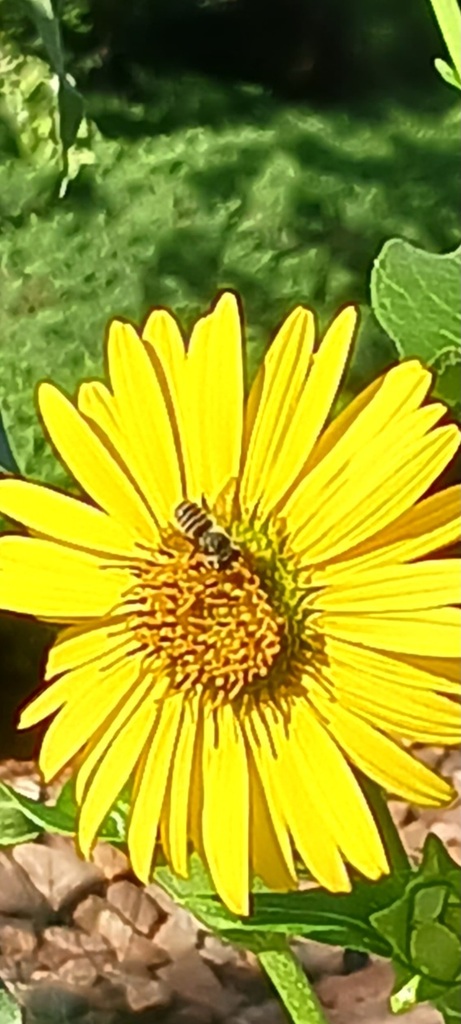Bees from Edmond, OK, USA on July 17, 2023 at 09:27 AM by jhensel ...
