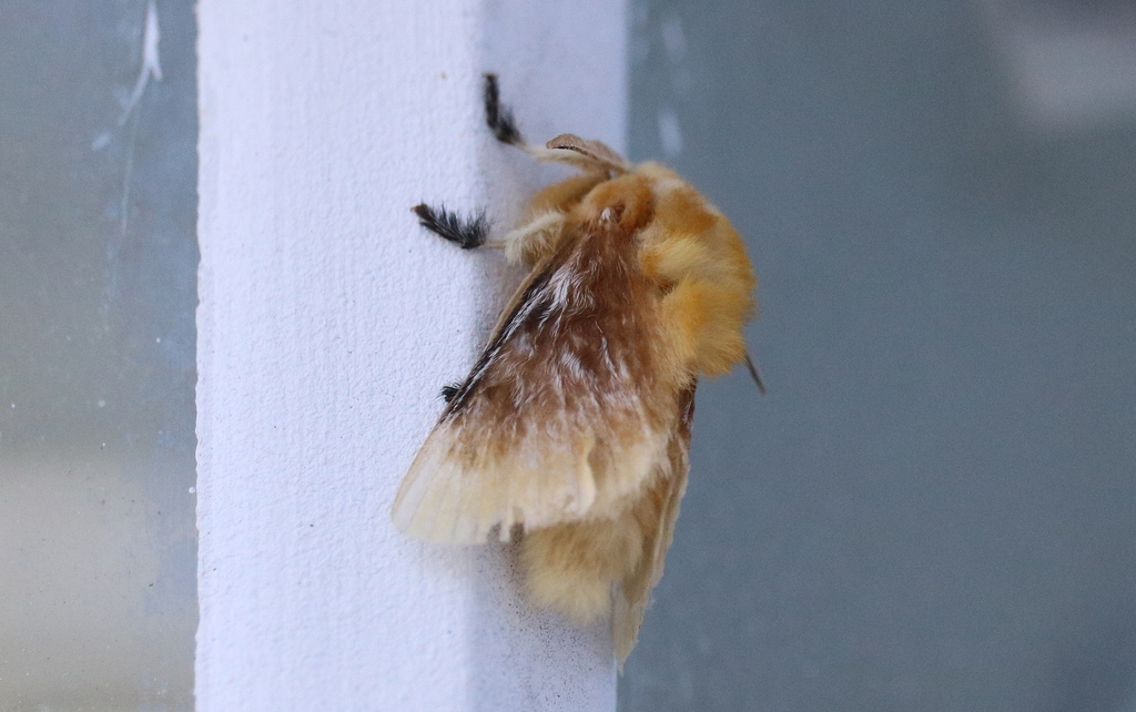 Southern Flannel Moth in July 2023 by Jack Miller · iNaturalist