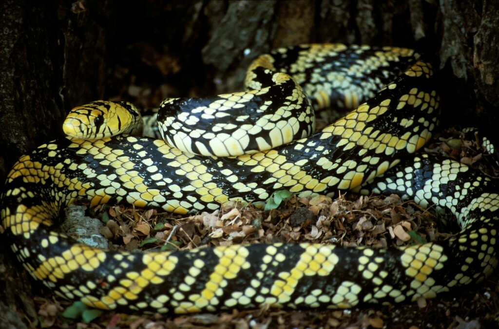 Chicken Snake in April 2000 by Richard D Reams · iNaturalist