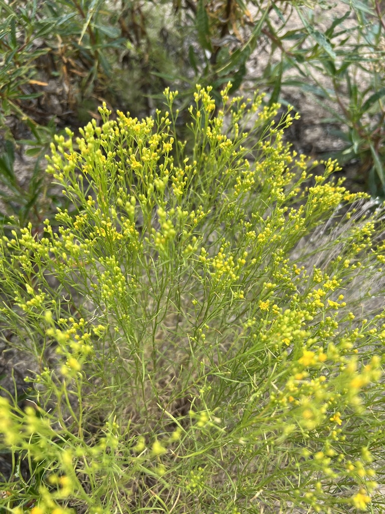 Broom Snakeweed from Ensenada, B.C., México on July 15, 2023 at 01:24 ...
