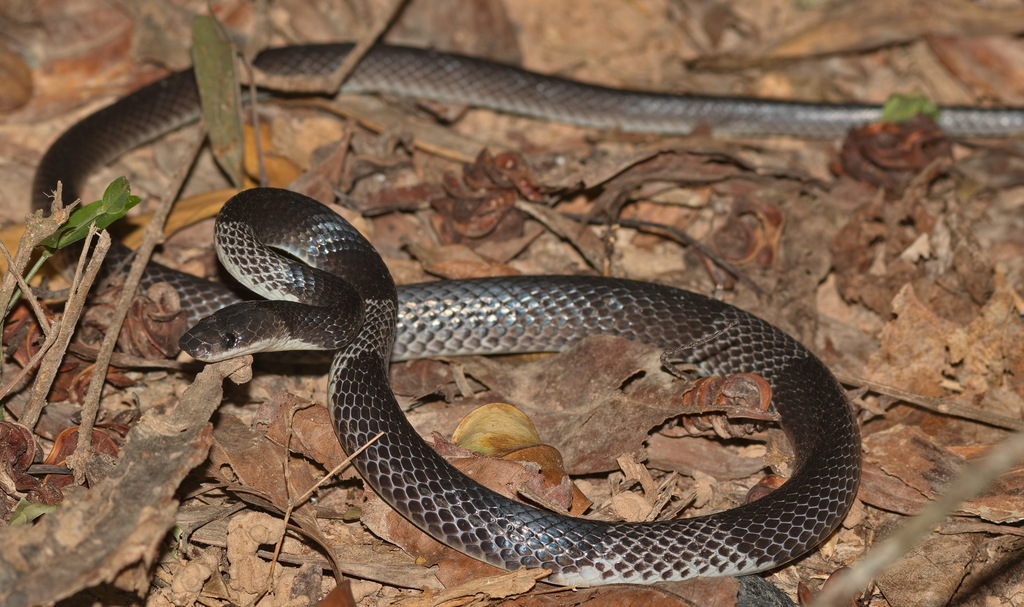 Malayan Banded Wolf Snake from Huai Namkhem, Udom Sap, Wang Nam Khiao ...